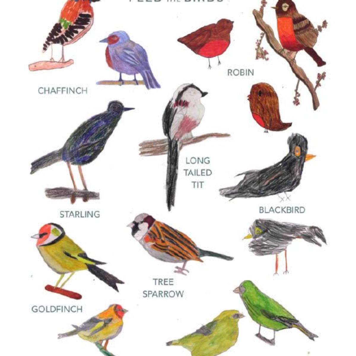 Whixall C.E. Primary School and Nursery - Mayfly Class Illustrate For ...